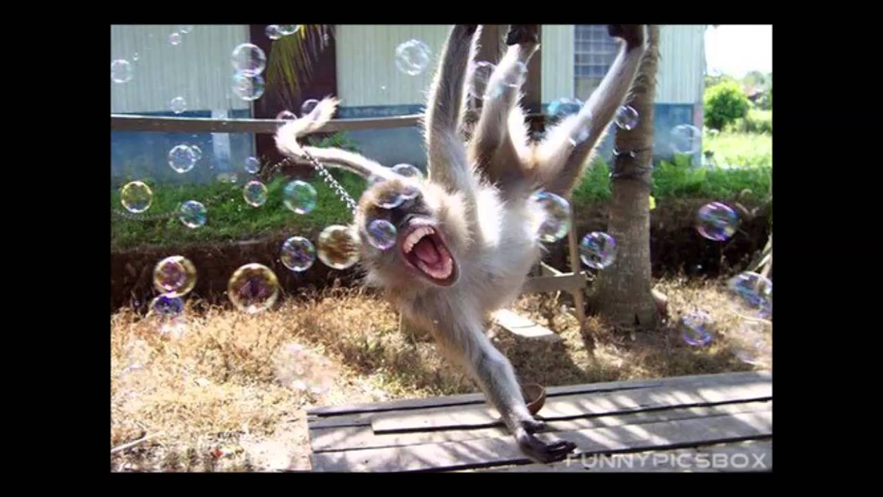 WORLDS HAPPIEST ANIMALS - H HA HAP HAPP HAPPY :D - YouTube