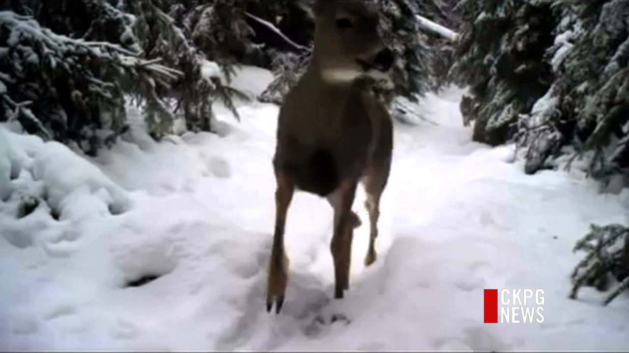 Hidden Camera Captures Amazing Local Wildlife - YouTube