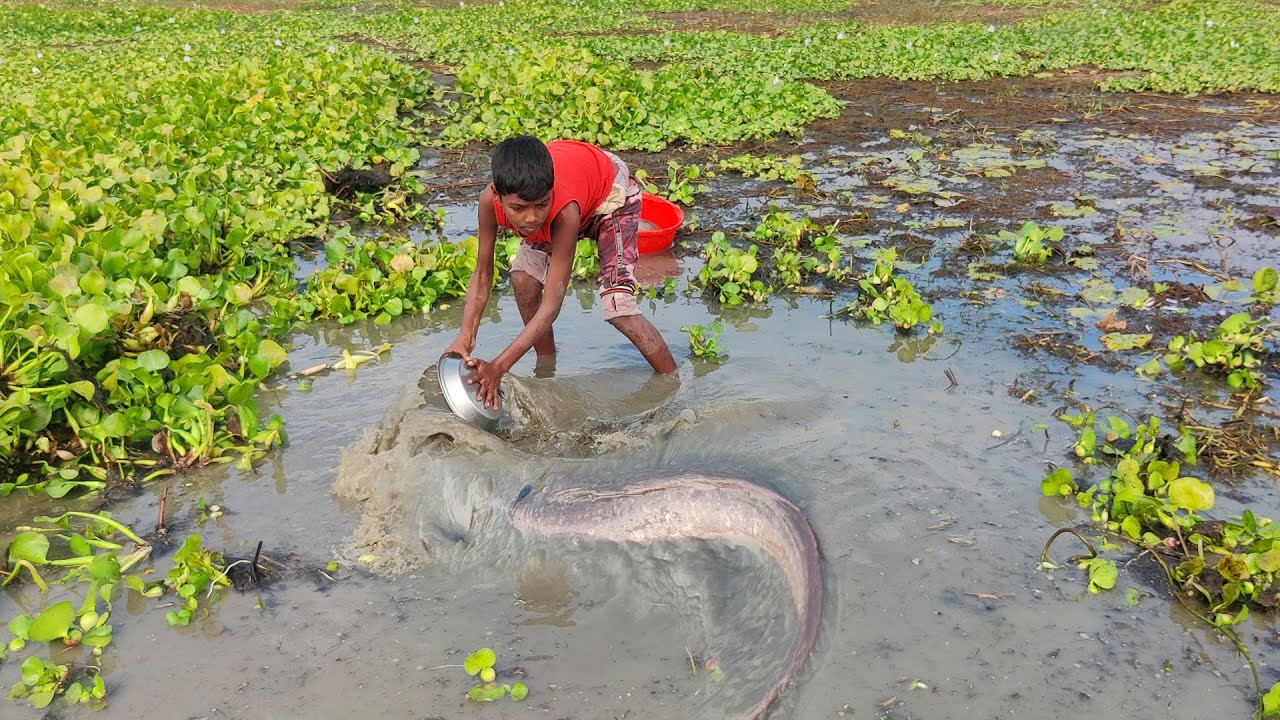 Best catfish catching | Amazing smart boy catching big catfish by hand ...
