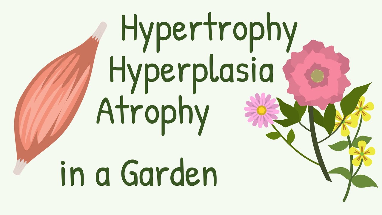 Muscle Remodeling Explained with Flowers | Hypertorphy, Hyperplasia ...