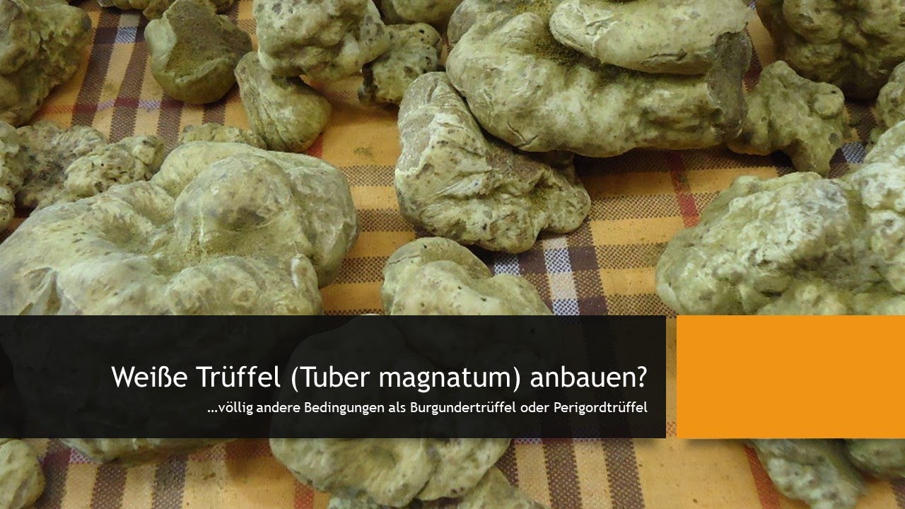 Wo Findet Man Truffel