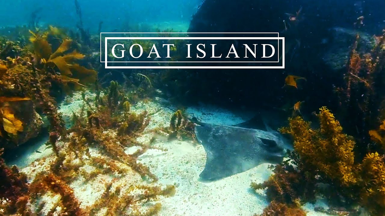 Goat Island Marine Reserve New Zealand - YouTube