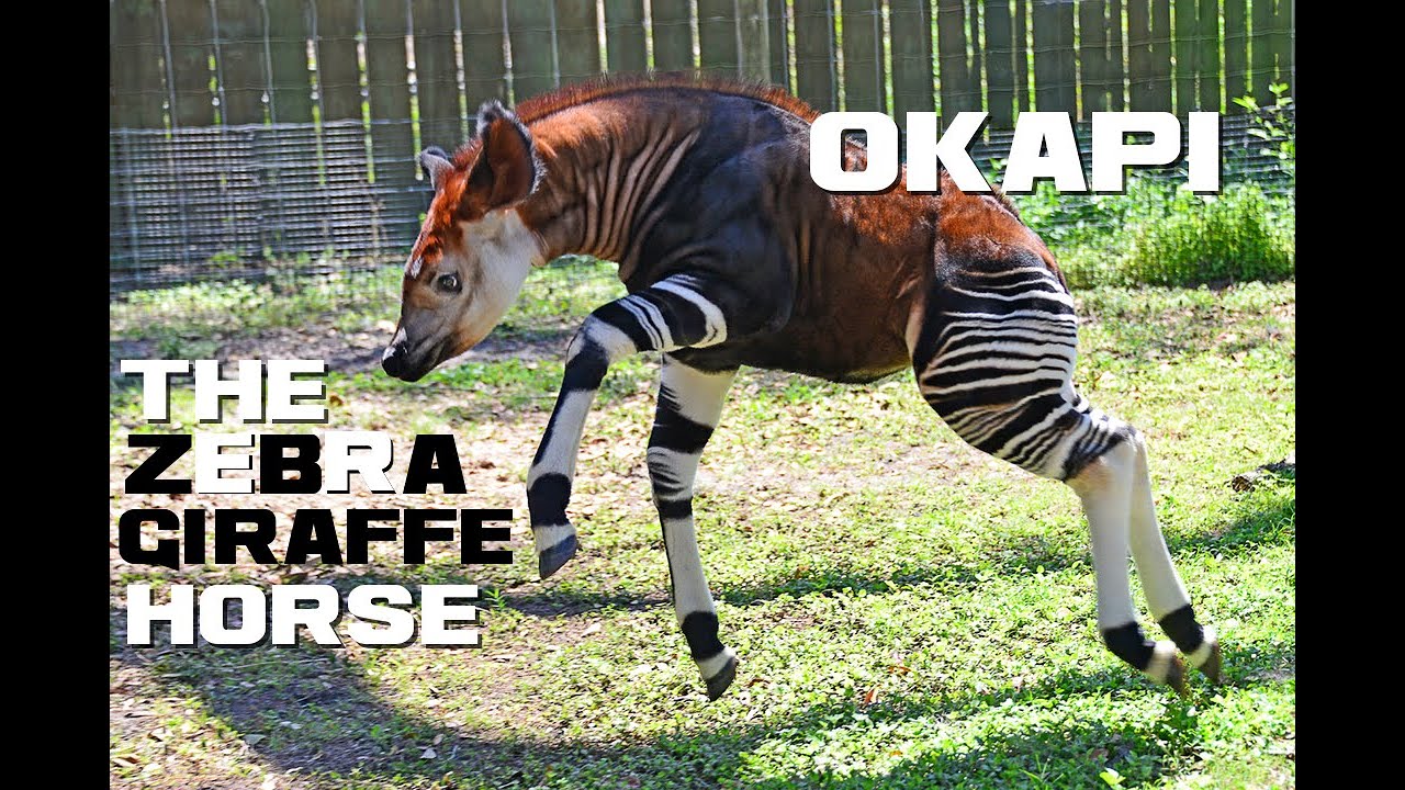 10 Okapi Facts - The Zebra Giraffe Horse - Animal a Day - YouTube
