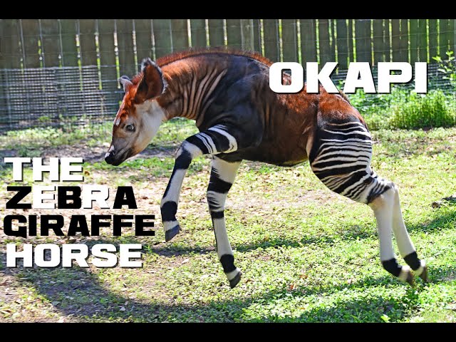 Zebra Riding A Giraffe