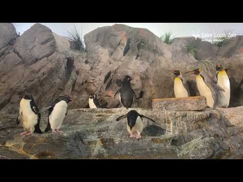 Opal the rockhopper penguin takes a swim - YouTube