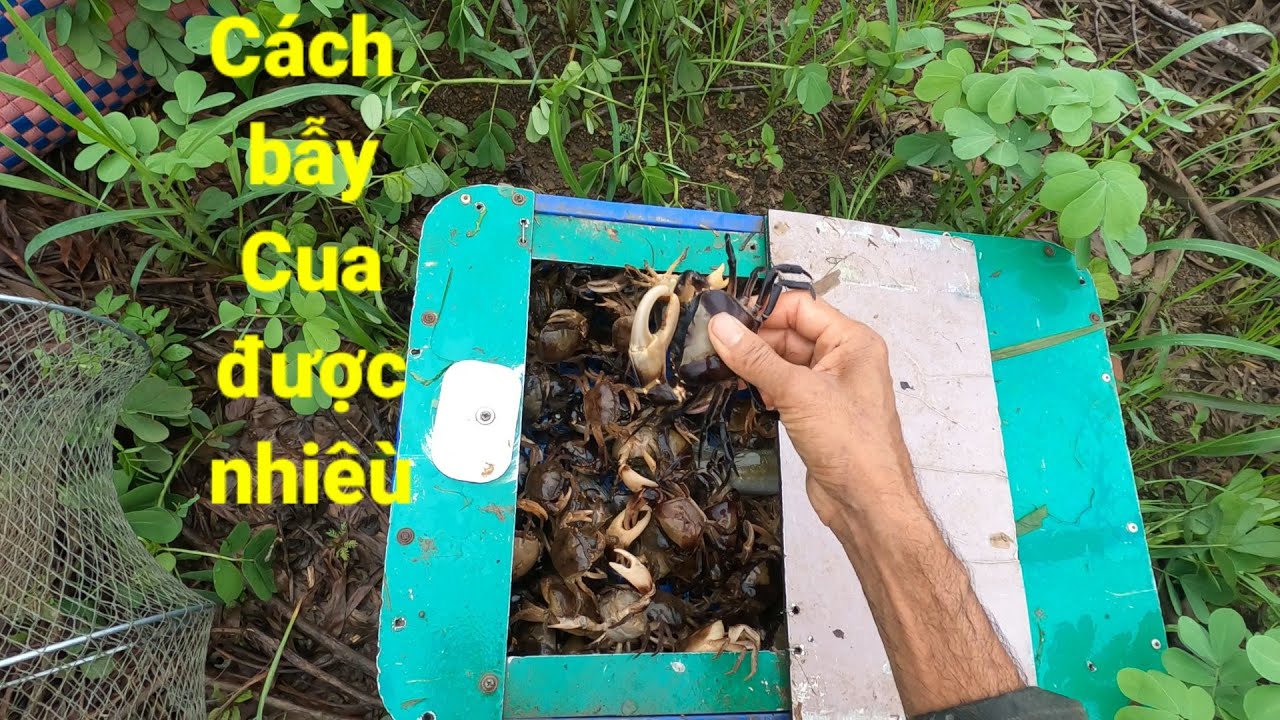 Cách Bẫy được nhiều Cua | Bẫy Cua suối - YouTube