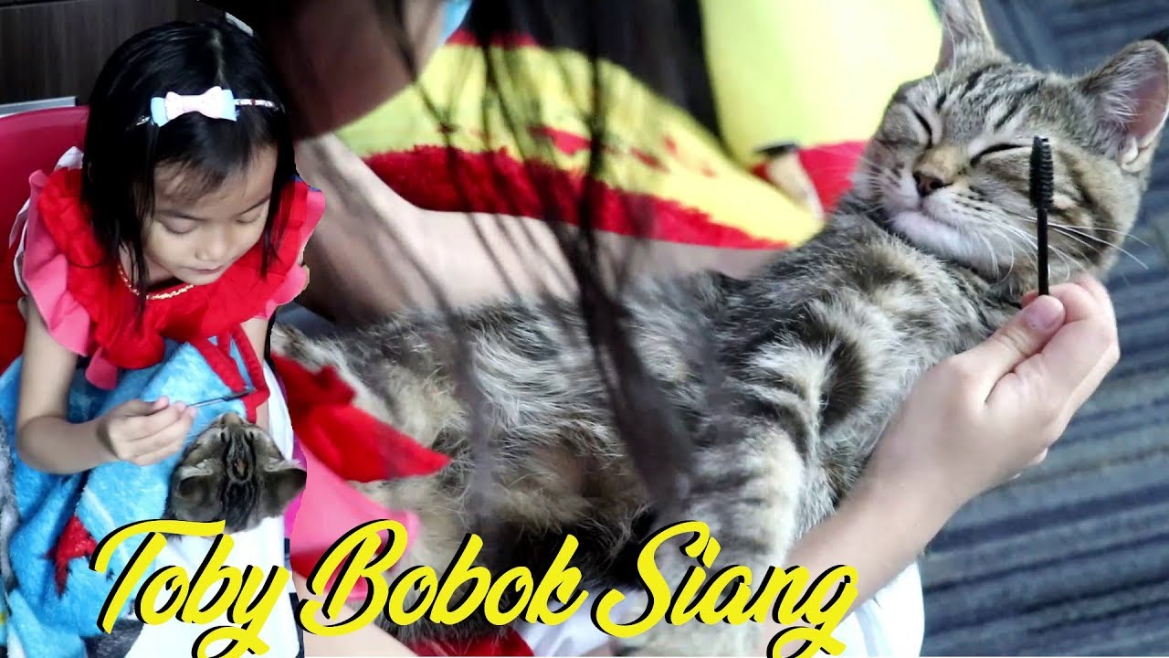 Toby Si Kucing Lucu Tidur Nyenyak 😻Lifia Niala Elsa - YouTube