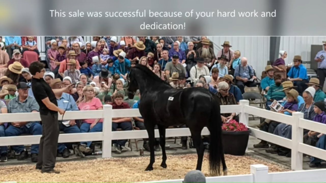 Arthur Pony Auction Recap and Highest Seller - YouTube