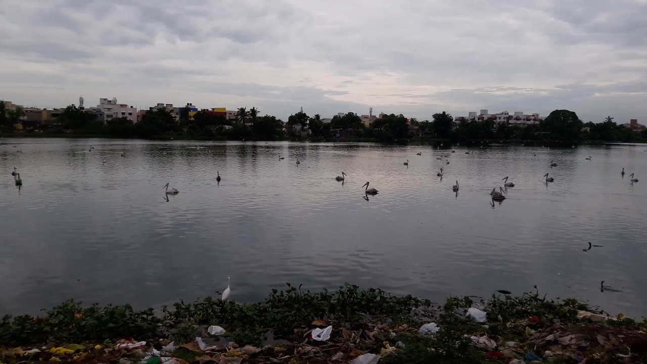 Birds Migrated to Velachery Lake | Beautiful Velachery Lake - YouTube