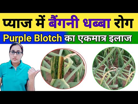 How to control purple blotch in onion crop | purple blotch | onion crop ...