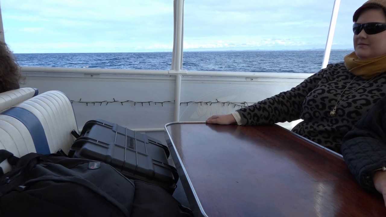 Whale watching aboard Whale One Mooloolaba QLD 17th June 2017 - YouTube