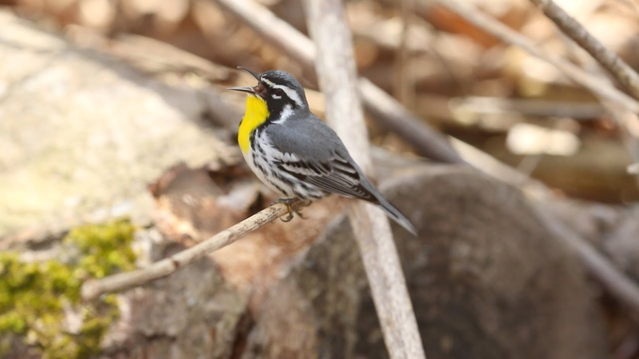Yellow-throated Warbler Singing - A Close-up Look - YouTube