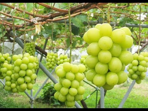 Autumn King Grapes - YouTube