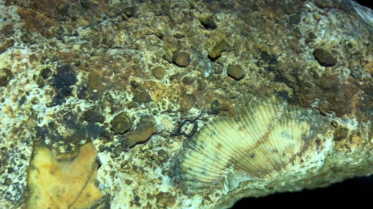 Full of Fossils-Missouri Mississippi River Shells/Life - YouTube