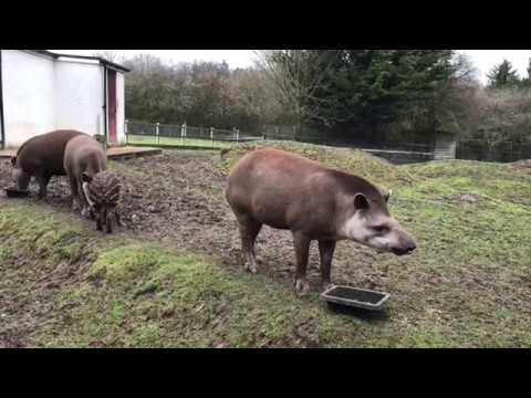 Linton Zoo Animals - YouTube