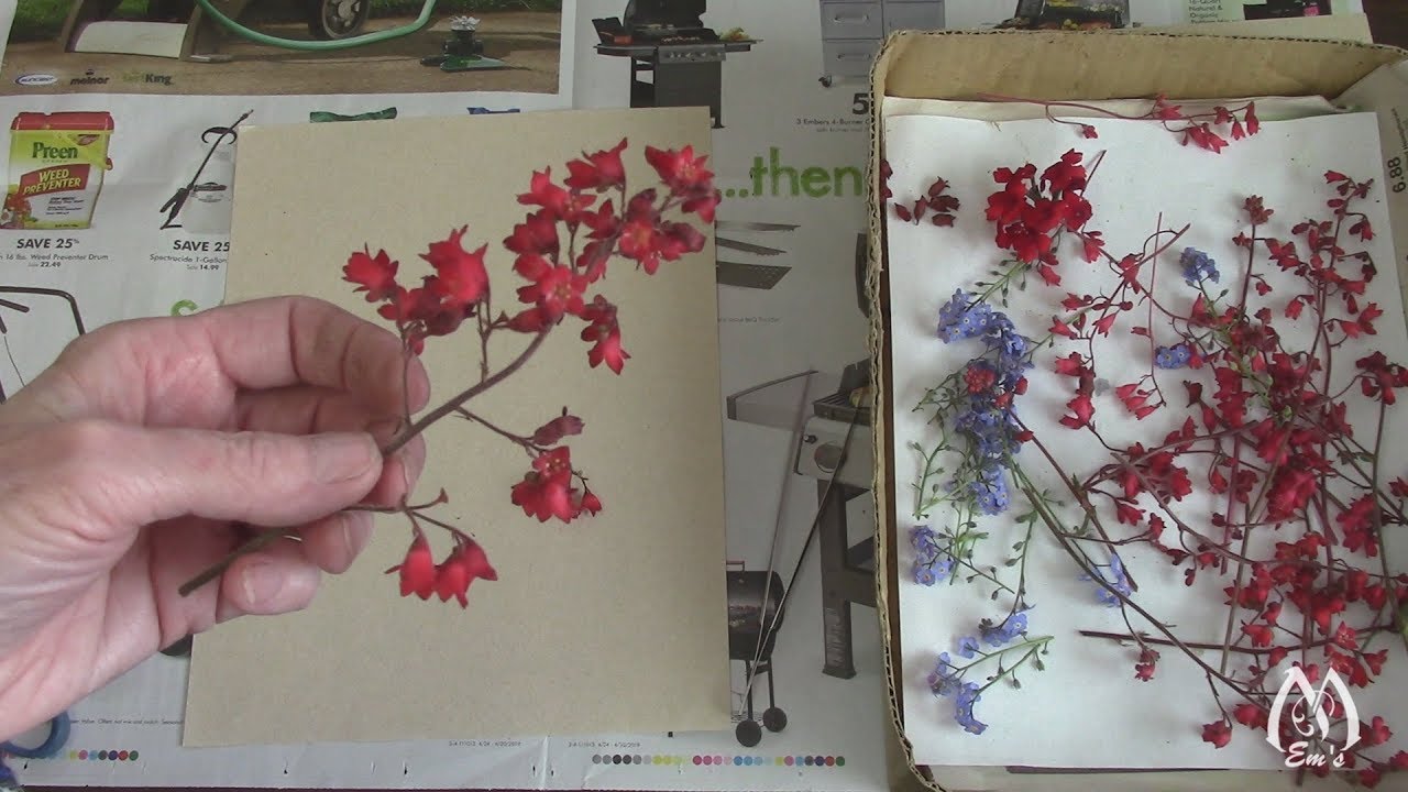 Pressing Flowers Demonstration | May Flowers | Pressed Flower Tips ...