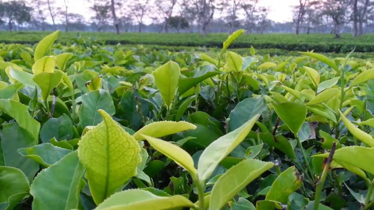 Tea garden Jorhat Assam - YouTube