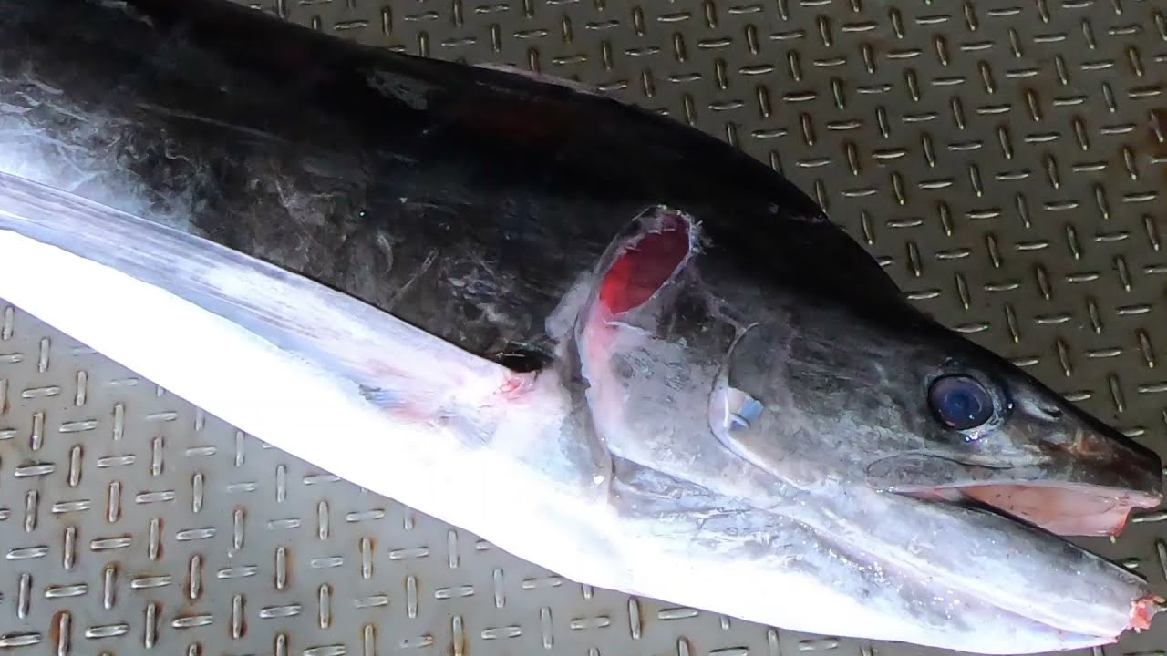 Super fast Sailfish cutting - YouTube