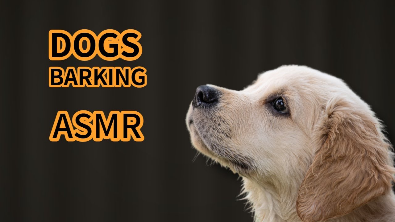 DOGS BARKING ASMR - YouTube