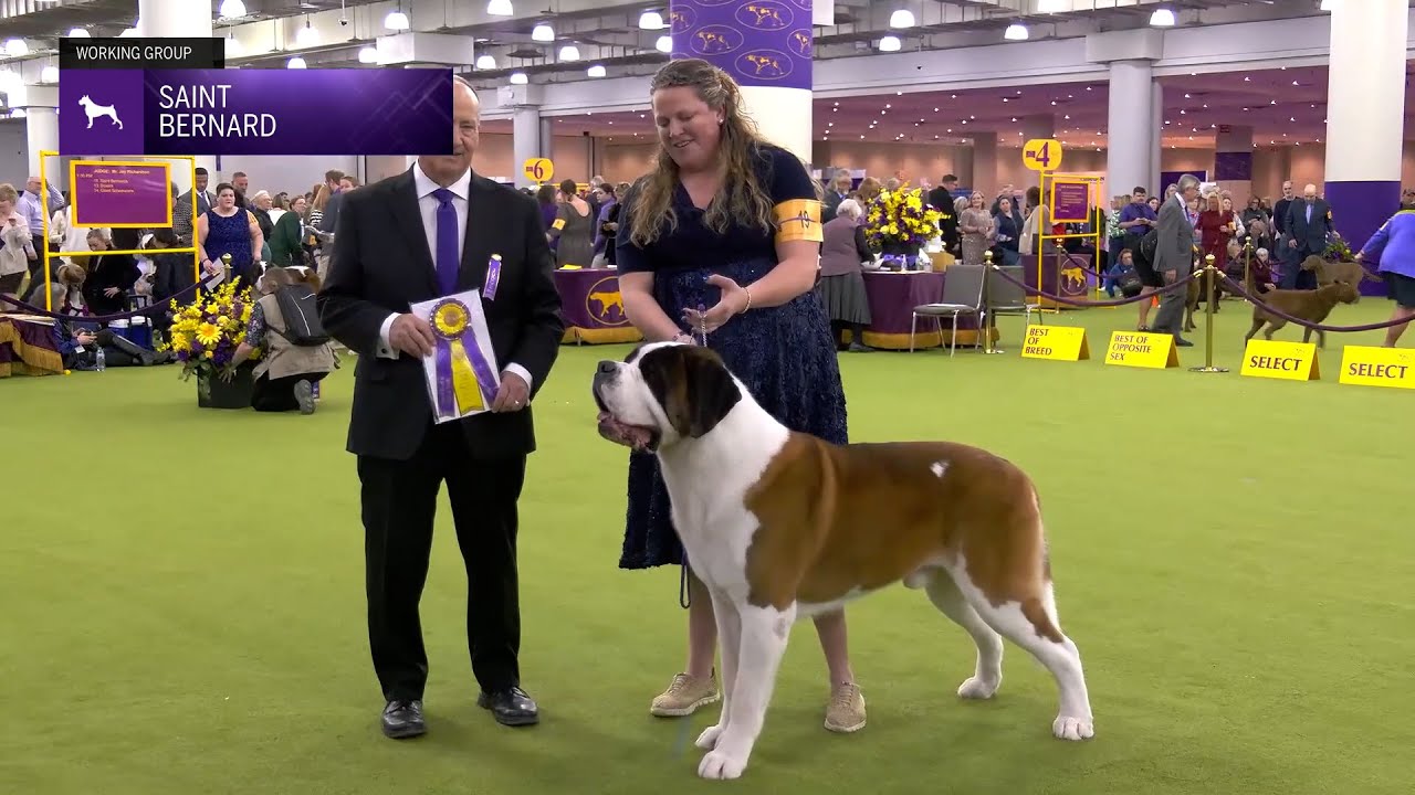 Saint Bernards | Breed Judging 2025 - YouTube