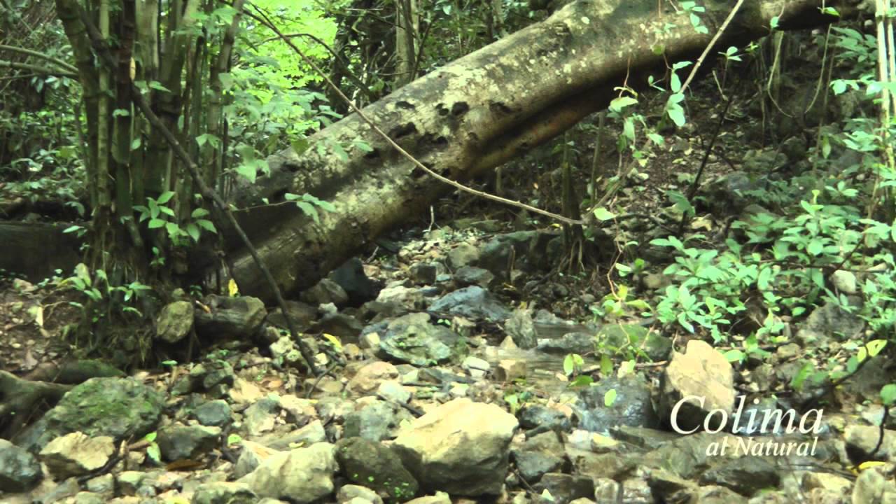 Colima al Natural - Ríos de Colima y Agua Fría (Parte 3) - YouTube