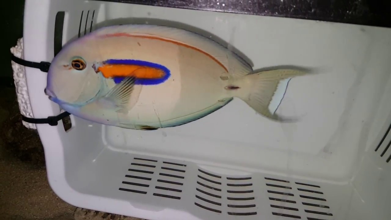 Orange Shoulder Tang $399 - Hawaii - YouTube