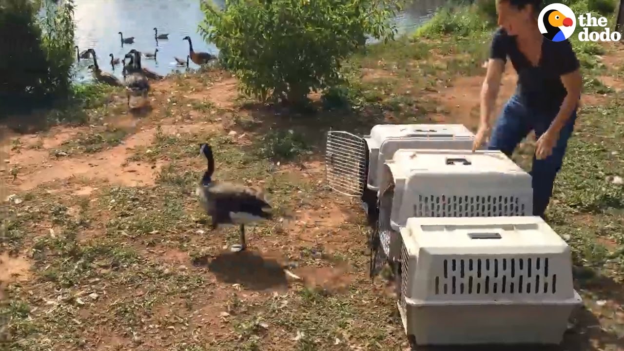 Rescued Animals Returning To The Wild - YouTube