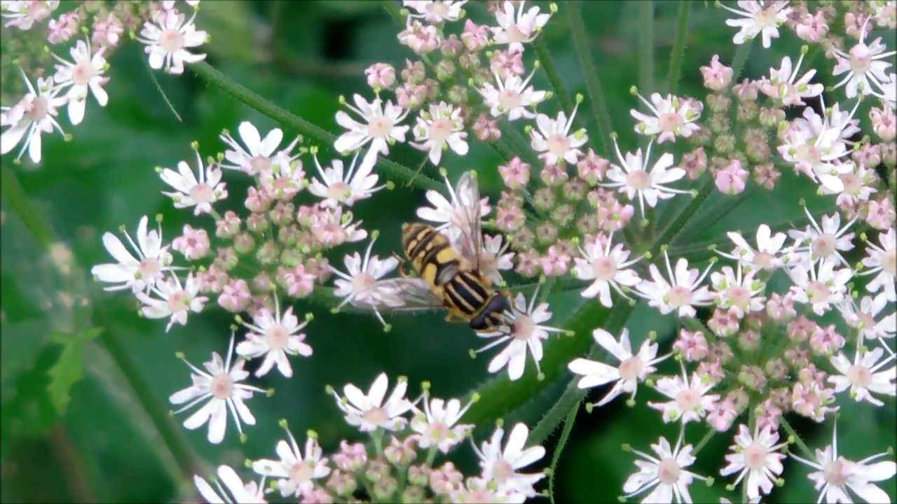Naturbeobachtung Gemeine Sumpfschwebfliege(Heliophilus pendulus(L. 1758 ...