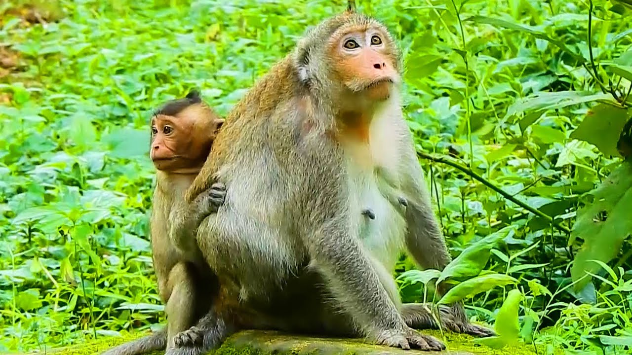 RARELY TO SEE ANGEL MONKEY, BUT TODAY ANGEL AND HER BB SHOW YOU SOME ...