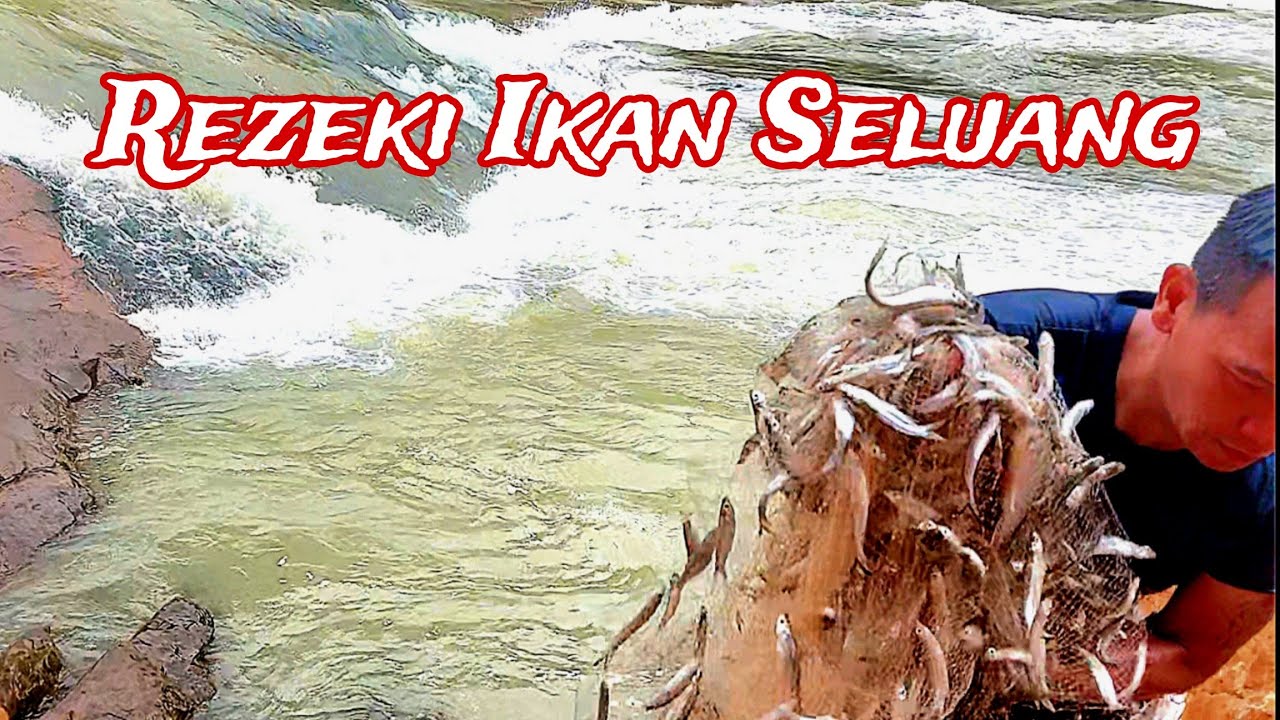 Musim Ikan Enseluai - YouTube