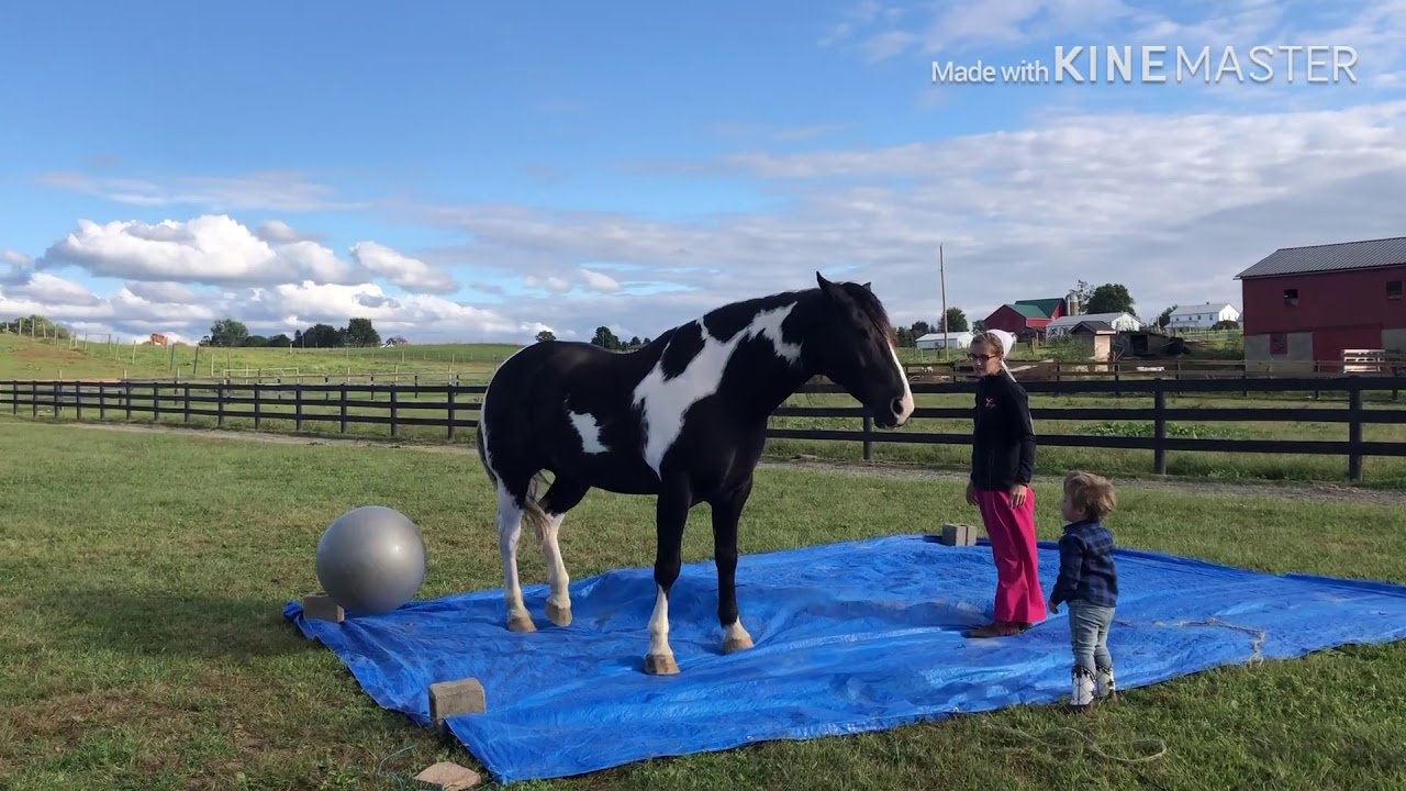 ♦Lance 6yr old paint cross gelding hip #33 consigned at The Horsemans ...