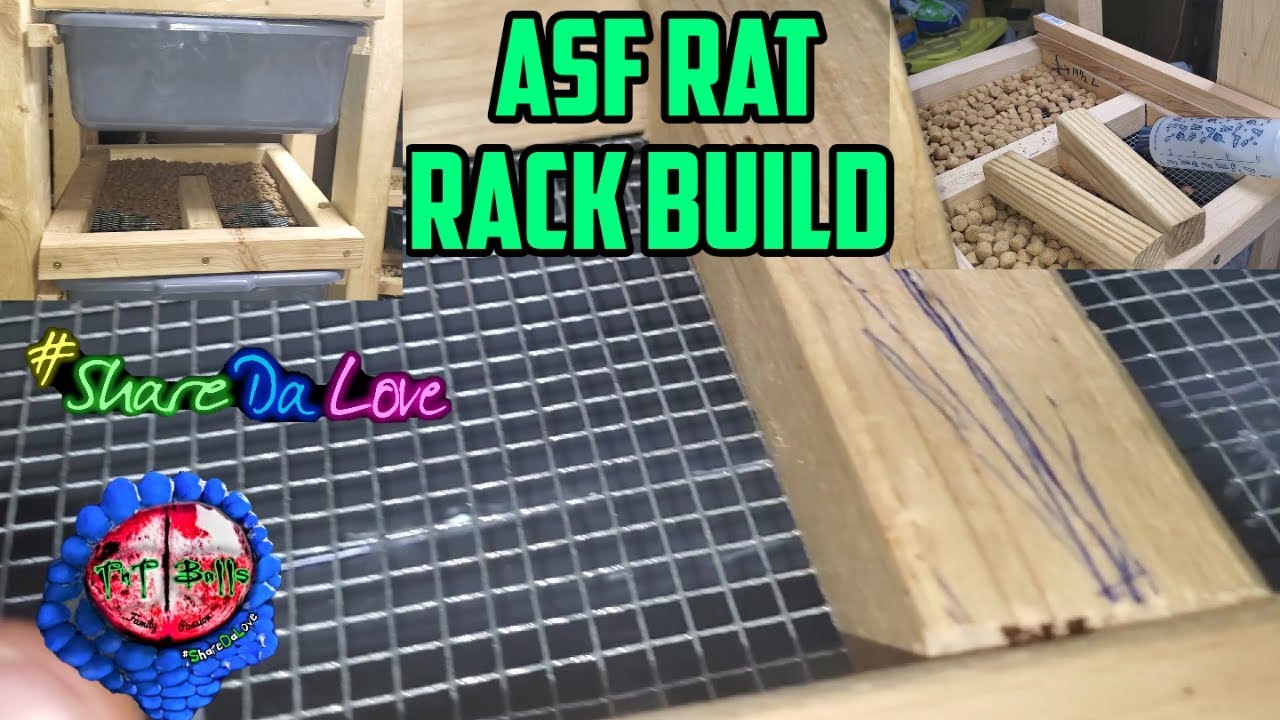 DIY ASF Rat Rack Build | Tote Unboxing #tntballs #diy #asf - YouTube