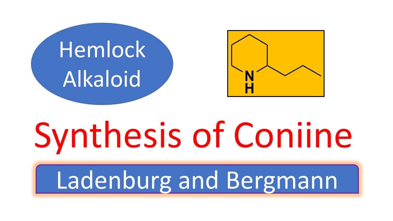 Synthesis of Coniine || Dr. Bharat Baria - YouTube