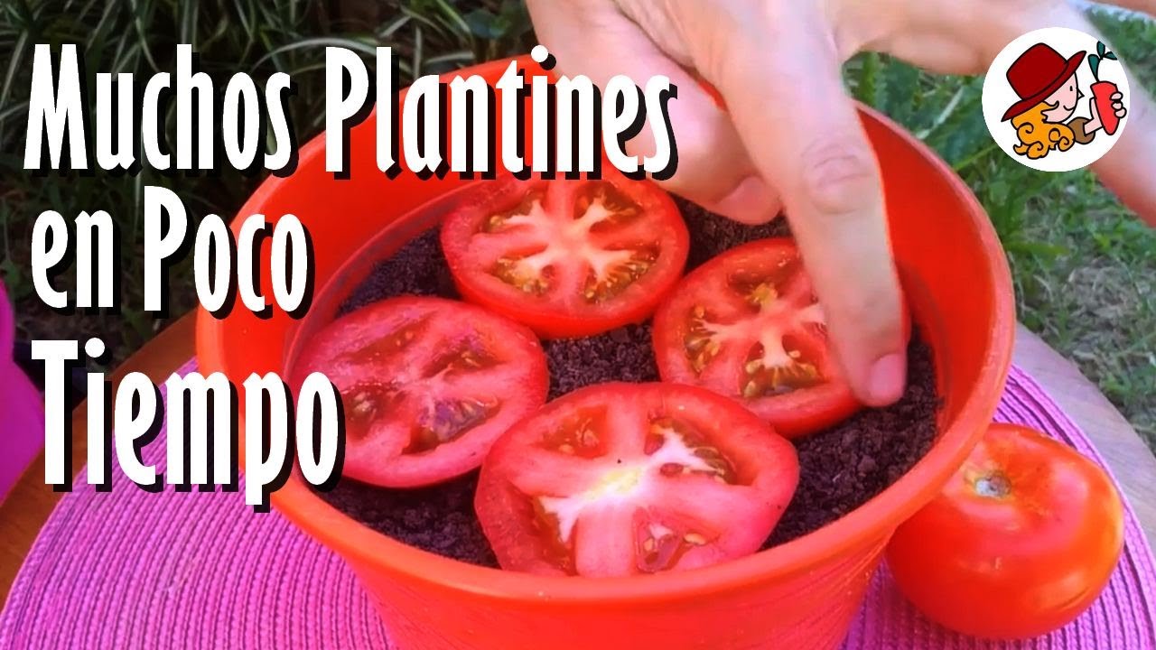El Mejor Método para sembrar TOMATES y obtener PLANTINES Rápido - YouTube