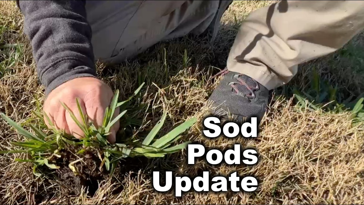 Florida Winter Fert - Sod Pods UPDATE - YouTube
