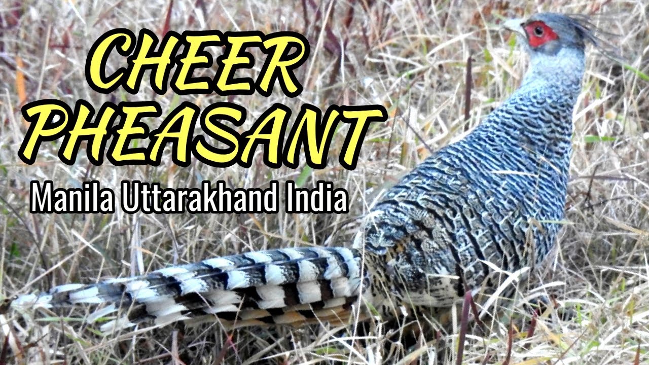 Cheer Pheasant - YouTube