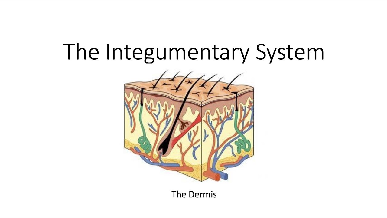 The Integumentary System: Dermis - YouTube