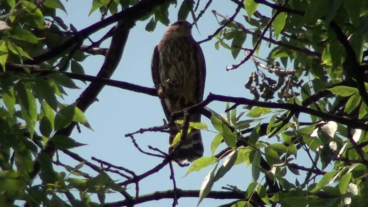 Fledgling Merlin (Falconidae: Falco columbarius) Juvenile - YouTube