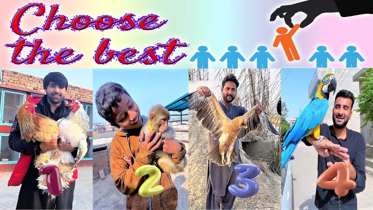 Shehr main dihat Vs inzi or ibrahim Vs Talha Ghouri vlogs Vs Dawood ...