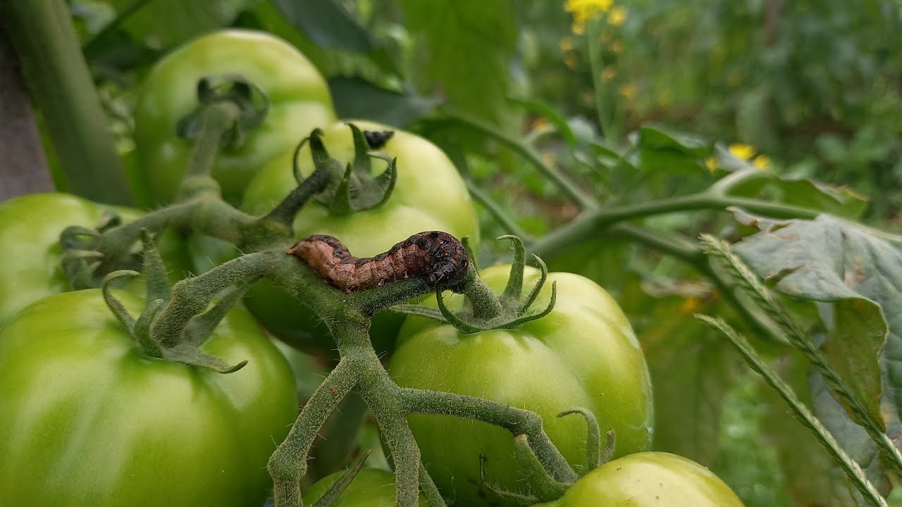 basmi ulat buah pada tanaman tomat | obat murah sangat efektif - YouTube