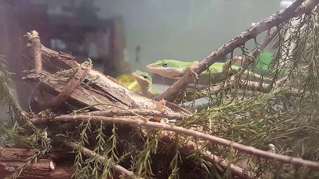 Lizard ATTACK! - YouTube