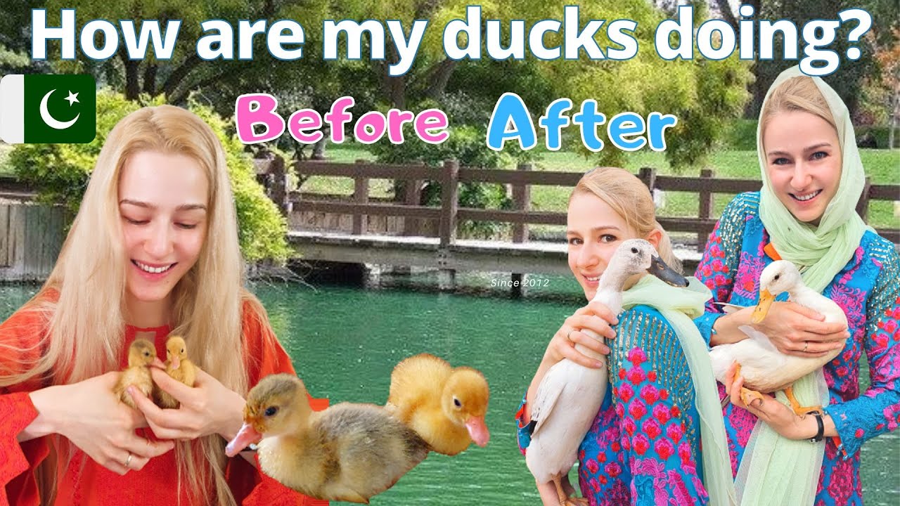 How are my Pakistani Ducks doing? - Karachi, Pakistan - YouTube
