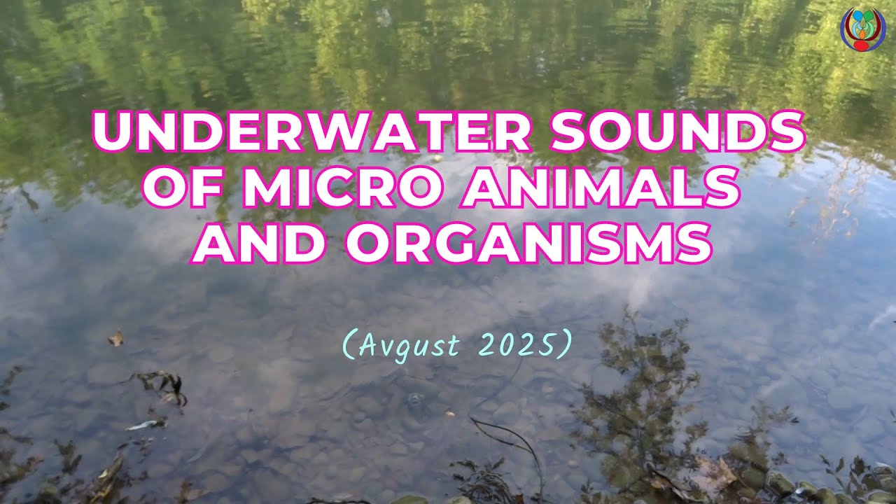 »UNDERWATER SOUNDS OF MICRO ANIMALS AND ORGANISMS« (Avgust 2025) - YouTube
