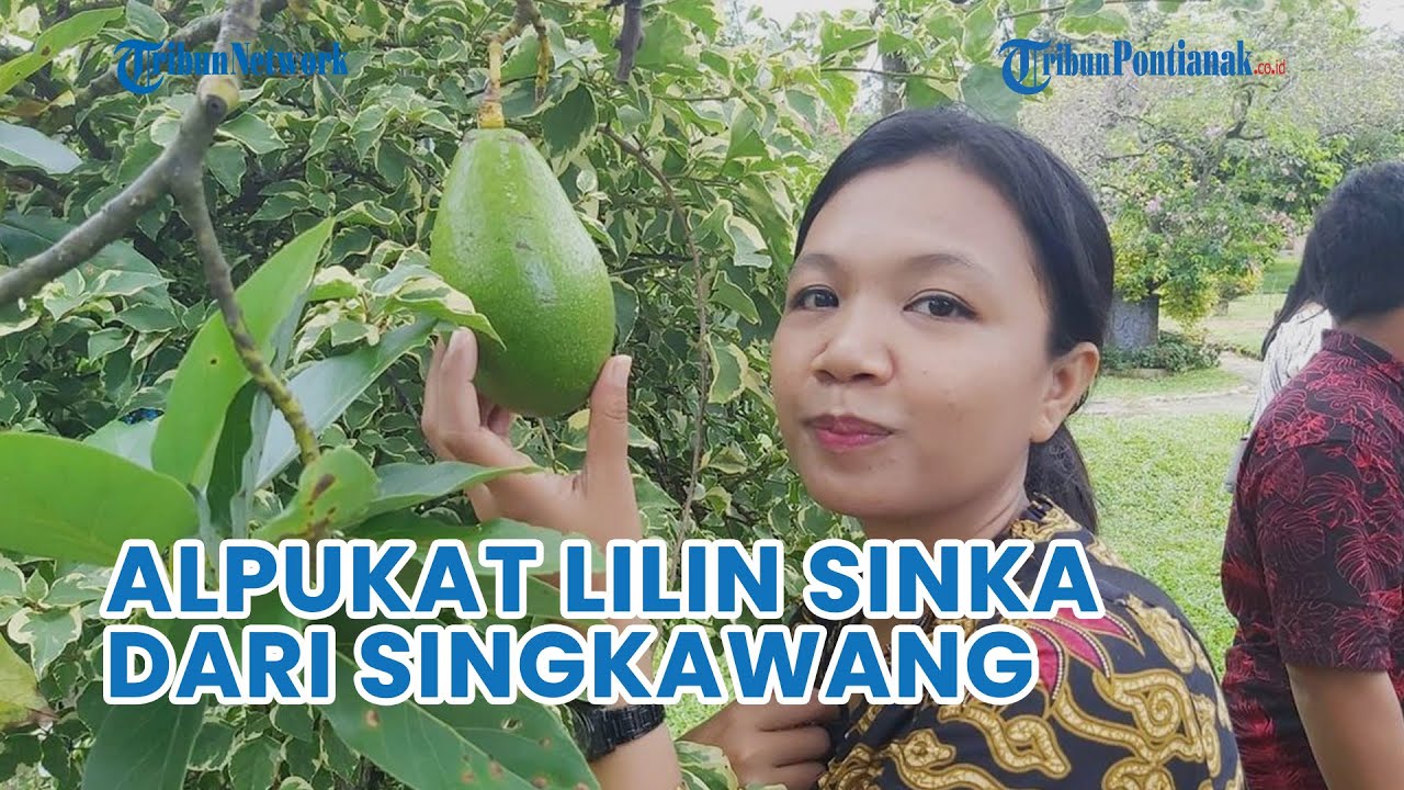 Alpukat Lilin Sinka dari Singkawang Diakui Sebagai Varietas Unggul di ...