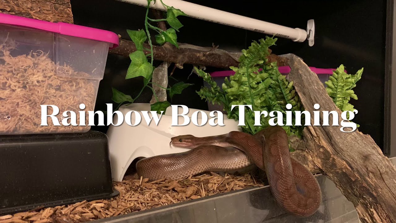 Training Rainbow Boas: Training Tuesday 22 December 2020 - YouTube