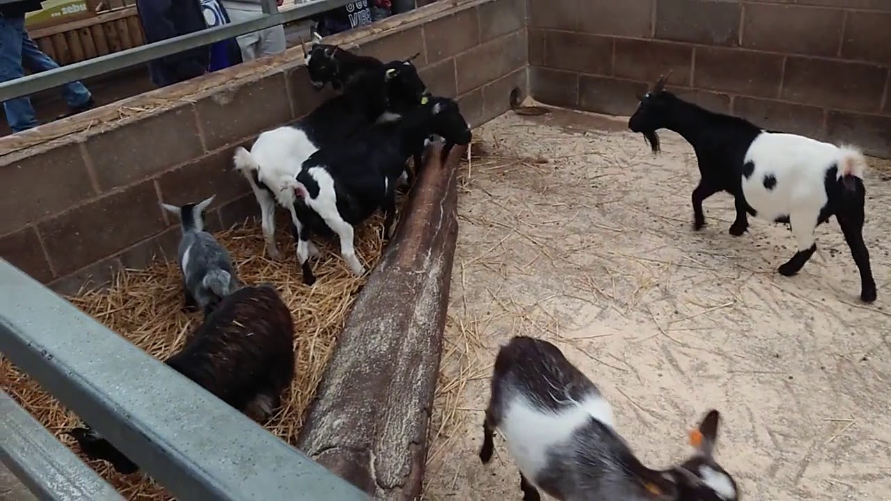 Baby Goat In The Farm Barn in Blackpool Zoo, August 2018 - YouTube