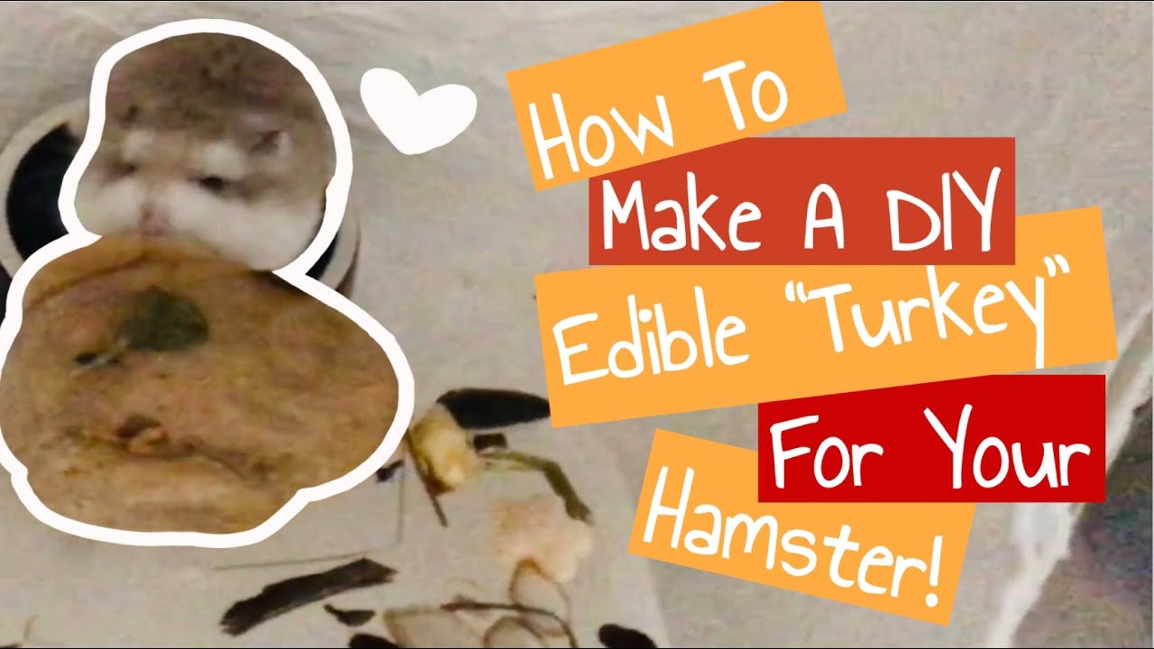 HAVE A HAPPY HAMSTER THANKSGIVING!! + How to Make a DIY Edible Turkey ...