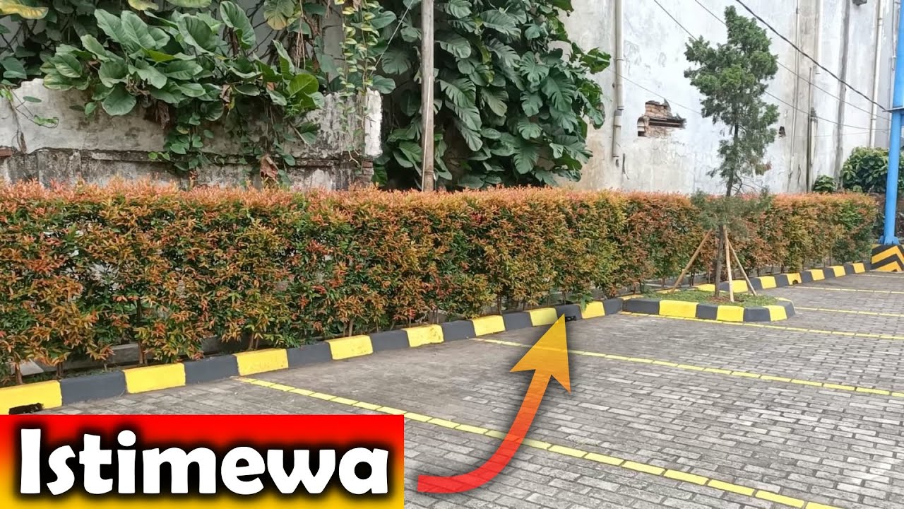 Inspirasi Pagar Hidup Pucuk Merah Kantor Babeh - YouTube