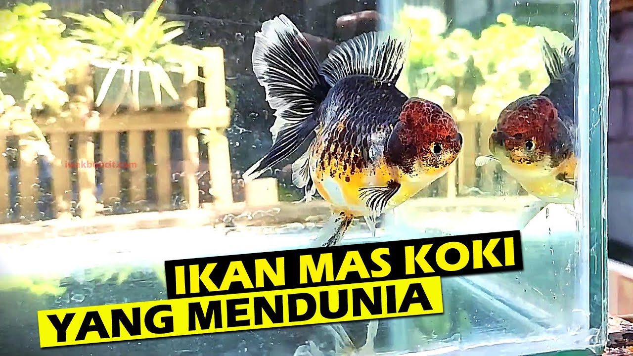 Ikan Mas Koki yang Populer Mendunia: Asal-usul, Perkembangan dan ...