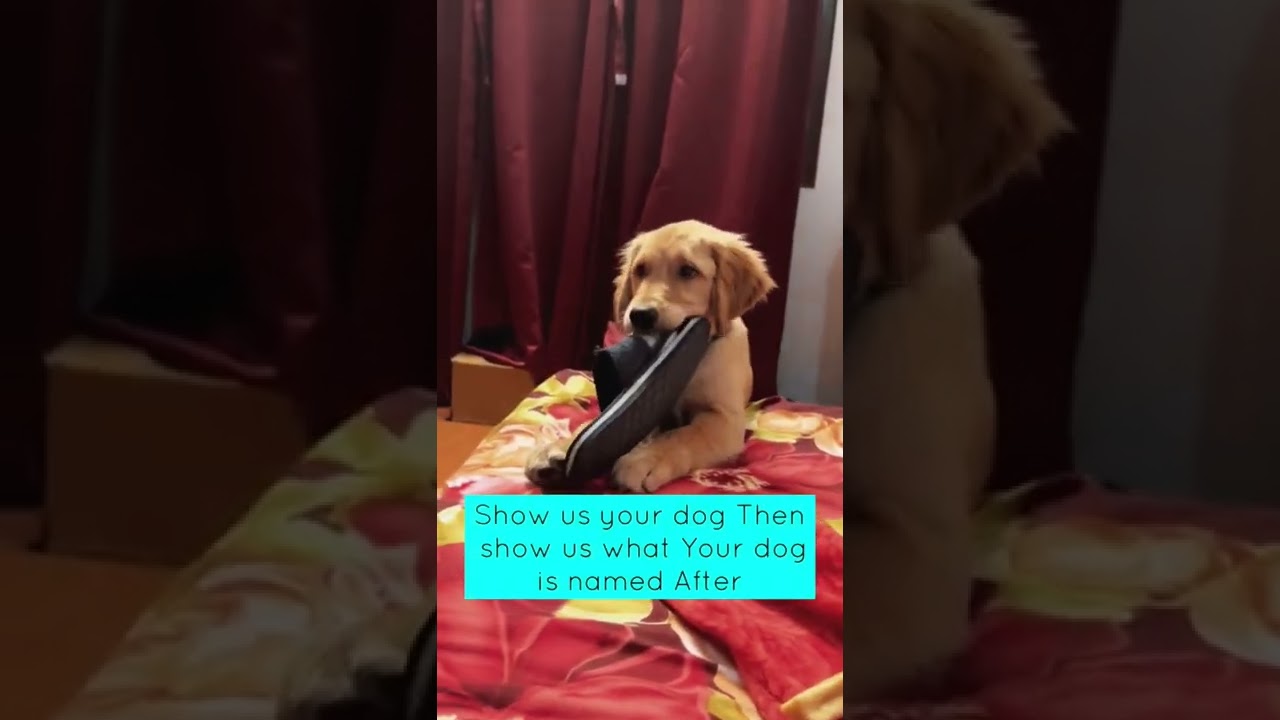 Happy international dog day 😍🥰 | The Himalayan Husky - YouTube